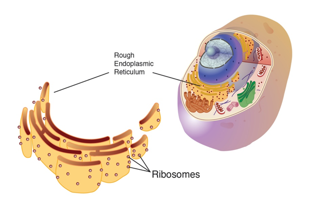 Cell Component Spotlight The Ribosome